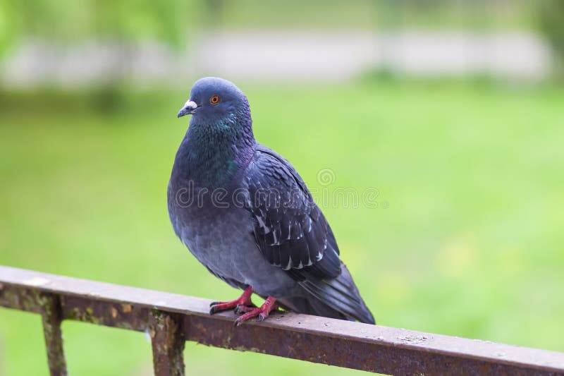 Pigeon Bird on the Old Balcony Railing Stock Photo - Image of portrait ...