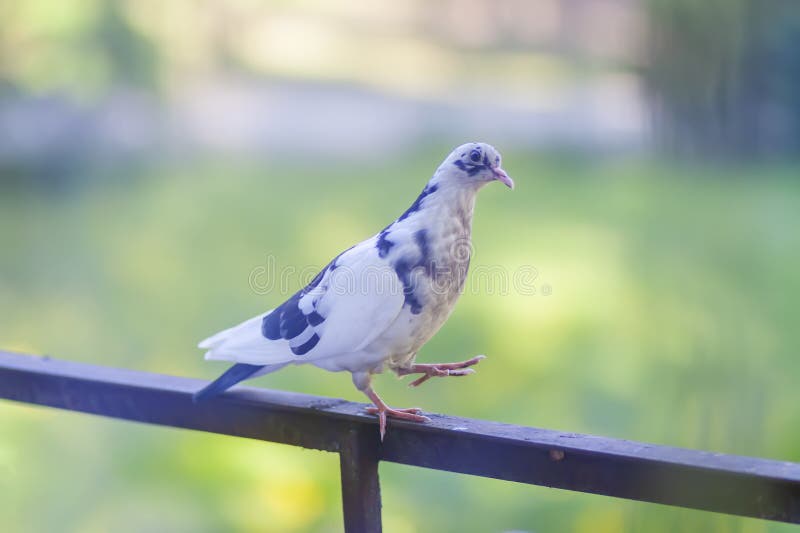 Pigeon Bird on the Old Balcony Railing Stock Photo - Image of columba ...
