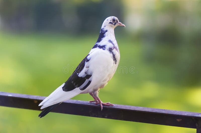 Pigeon Bird on the Old Balcony Railing Stock Image - Image of beak ...