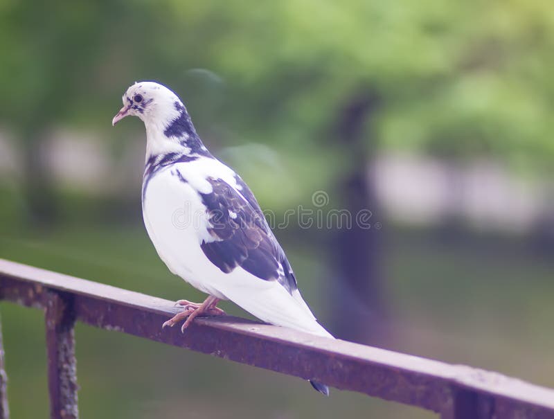 Pigeon Bird on the Old Balcony Railing Stock Photo - Image of closeup ...