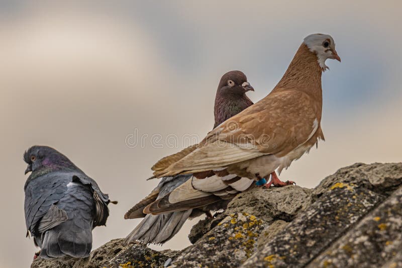 Pigeon is a bird of peace stock image. Image of flock - 290862699