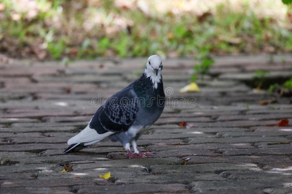 The Pigeon Bird is Rest in the Garden Stock Photo - Image of perch ...