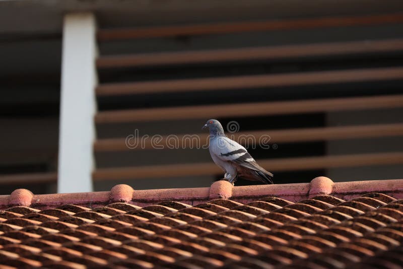 The Pigeon Bird is Rest on Roof House Stock Image - Image of wilderness ...