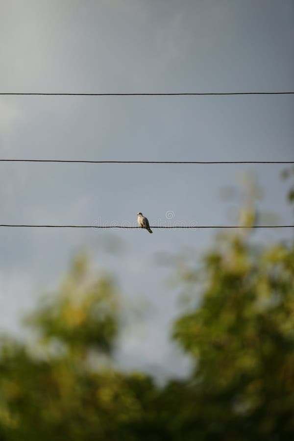 Pigeon Bird Sits on an Electric Wire Against a Trees and Grey Sky Stock ...