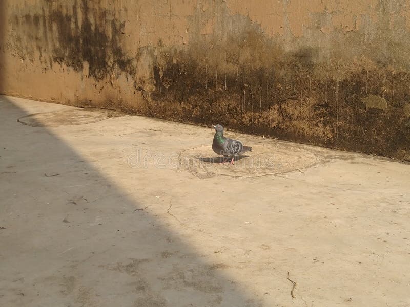 Pigeon Bird Sitting on the Ground Outdoor Stock Image - Image of ground ...