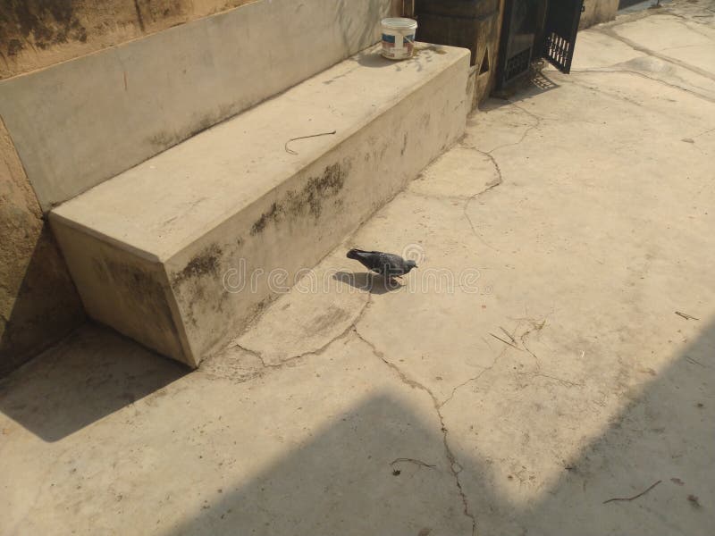 Pigeon Bird Sitting on the Ground Outdoor Stock Image - Image of ...