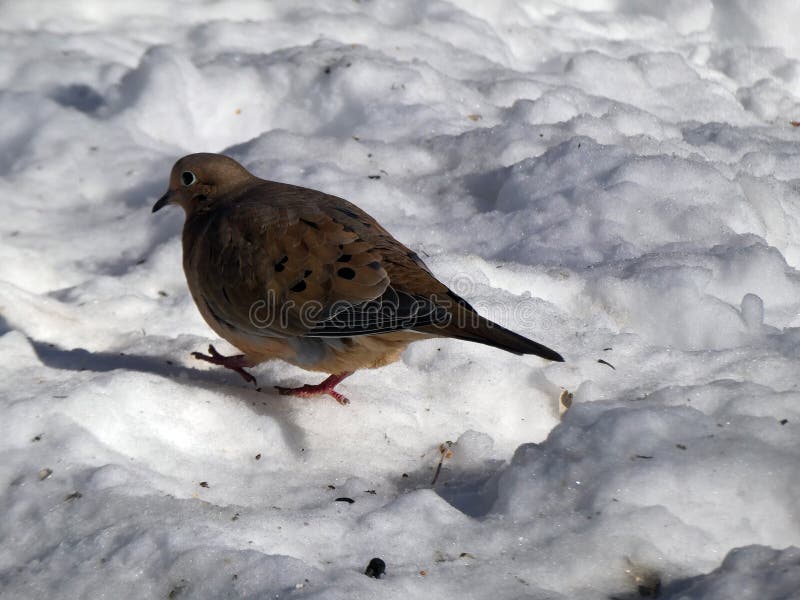 Pigeon on Snow stock image. Image of animal, bird, snow - 239856099