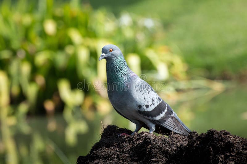 Pigeon bird stock image. Image of ground, dove, birds - 98643031