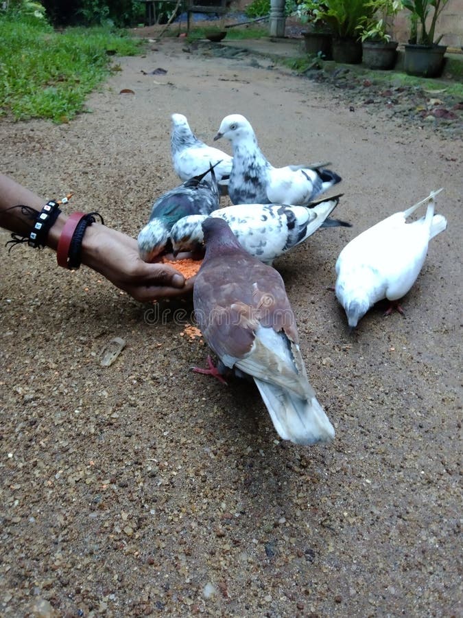 Pigeon Birds Eating Food in Home Stock Image - Image of animal ...