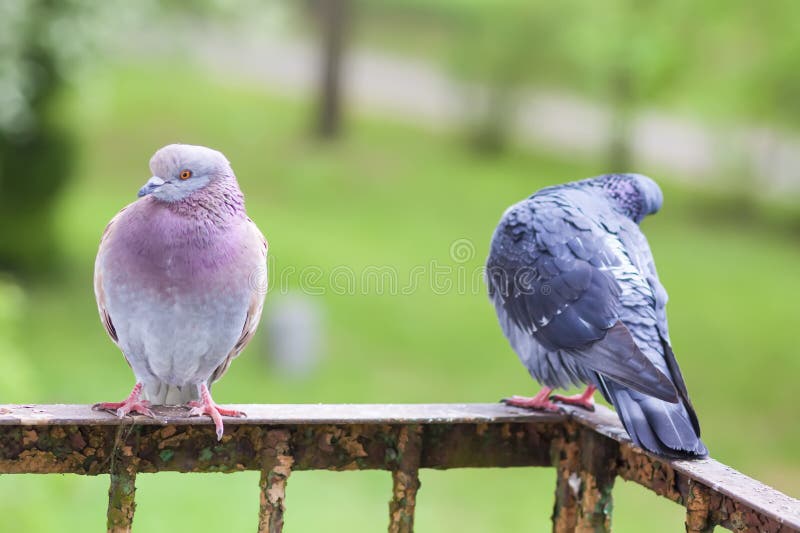 Pigeon Birds Sitting on the Balcony Railing Stock Image - Image of ...