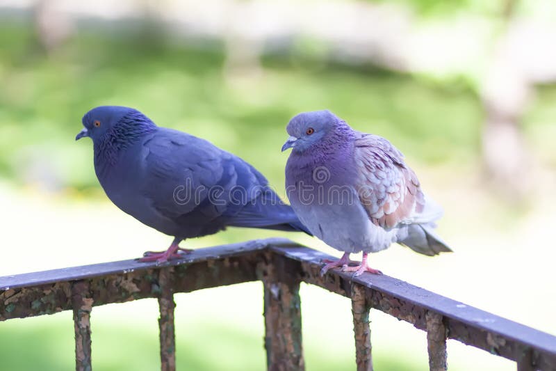 Pigeon Birds Sitting on the Balcony Railing Stock Photo - Image of grey ...