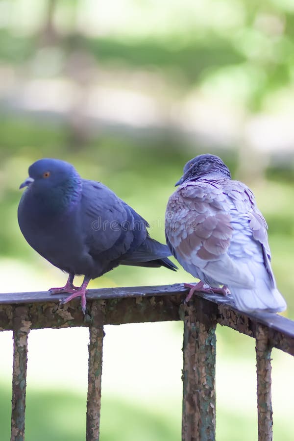 Pigeon Birds Sitting on the Balcony Railing Stock Photo - Image of ...