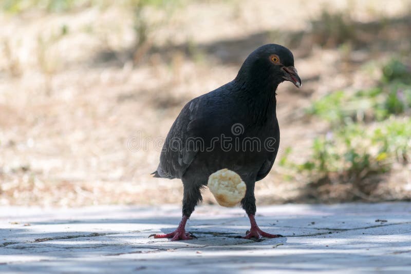 Pigeon Biting and Eating a Coil. Stock Photo - Image of pigeon, birds ...