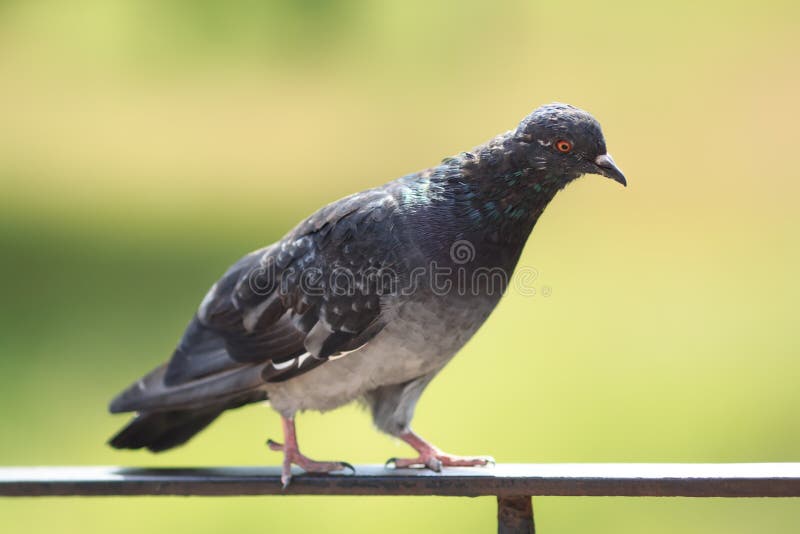 Pigeon stock image. Image of eyes, pigeon, black, light - 47629321