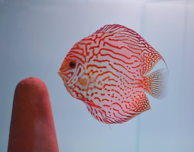 Pigeon Blood Discus fish stock image. Image of exotic - 170576113
