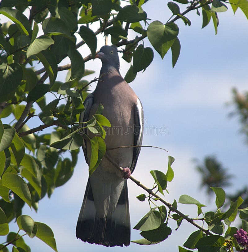 Pigeon on branch stock image. Image of bird, foliage - 379188907