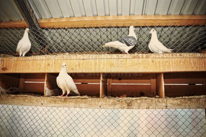 Pigeon at cage stock image. Image of bird, doves, phasianidae - 62150199