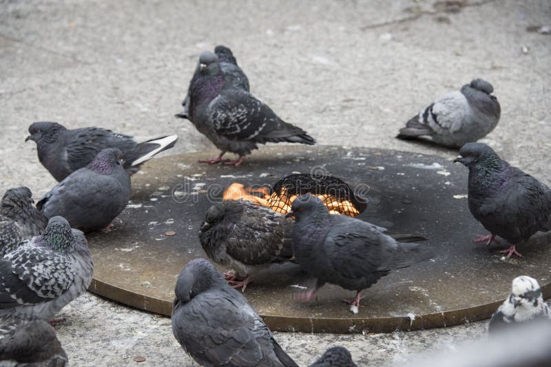 Pigeon Campfire Stock Photos - Free & Royalty-Free Stock Photos from ...