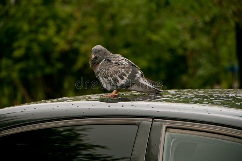 Pigeon on a car roof stock photo. Image of water, sulky - 72605642