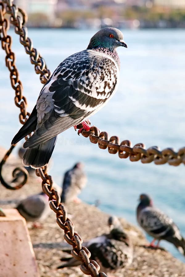 Pigeon on the chain stock photo. Image of close, animal - 32727264
