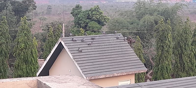 Pigeon in chappar stock photo. Image of house, building - 247156788