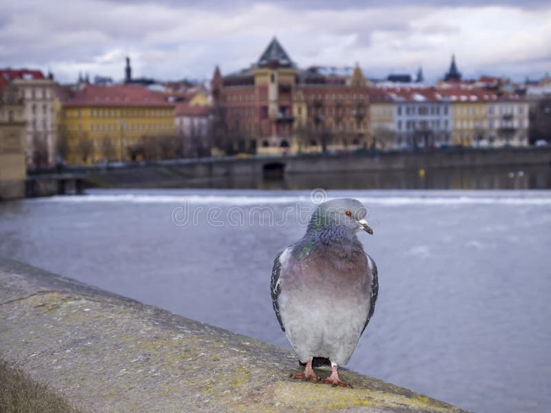Pigeon on Charles Bridge stock image. Image of color - 28499685
