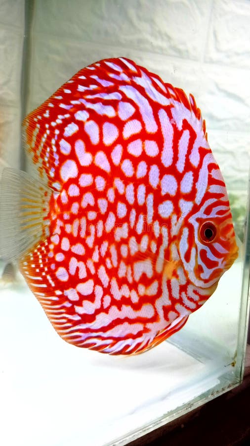 Checkboard Red White Discus Fish Stock Photos - Free & Royalty-Free ...