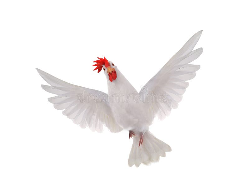 Pigeon and Chicken Mutation Isolated on White Background Stock Image ...