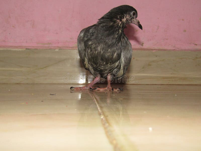 A pigeon child stock image. Image of india, home, child - 171987315