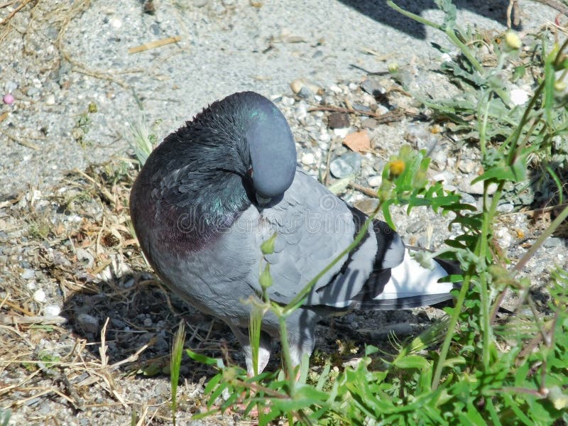 Pigeon Cleaning Its Feathers in a Muddy Puddle Stock Photo - Image of ...