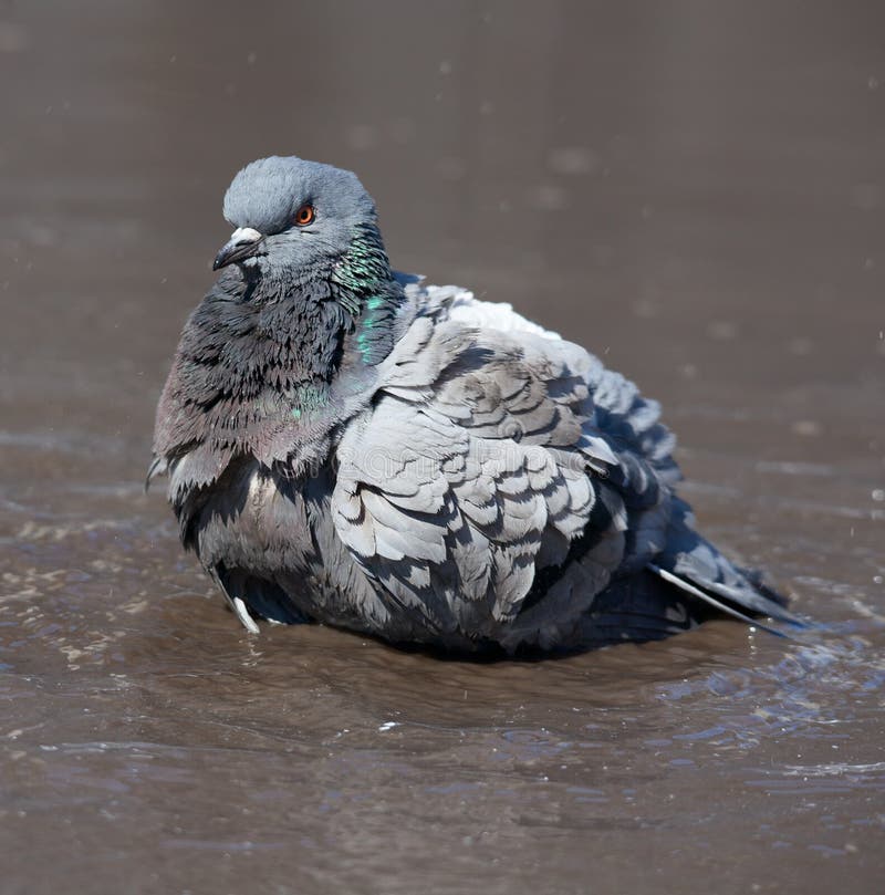 Pigeon cleans its feathers stock image. Image of ripple - 19280373