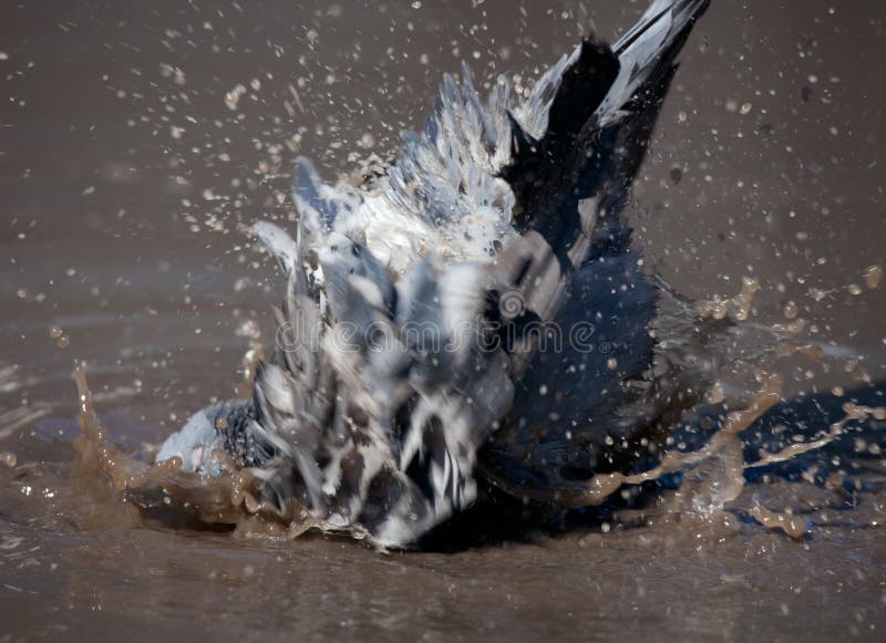Pigeon cleans its feathers stock image. Image of clean - 21120907