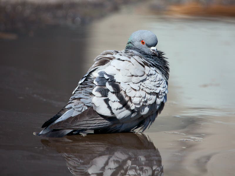 Pigeon cleans its feathers stock photo. Image of bird - 21195620