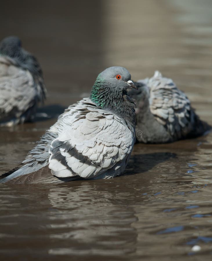 Pigeon cleans its feathers stock image. Image of splash - 29186405