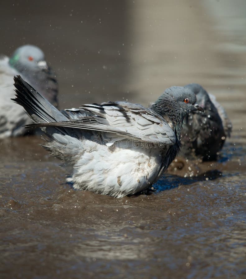 Pigeon cleans its feathers stock image. Image of street - 29186425