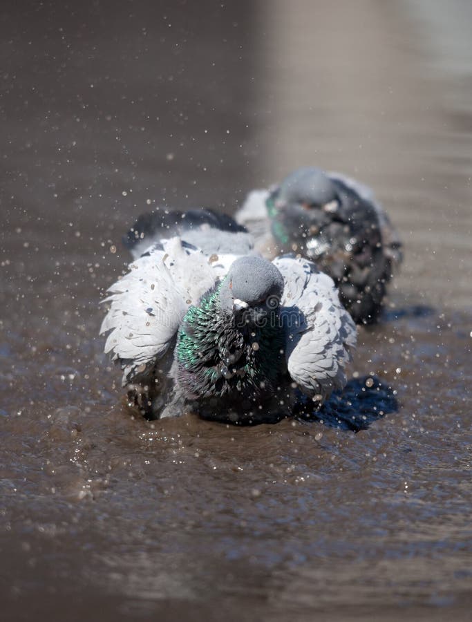 Pigeon cleans its feathers stock image. Image of feather - 29186433