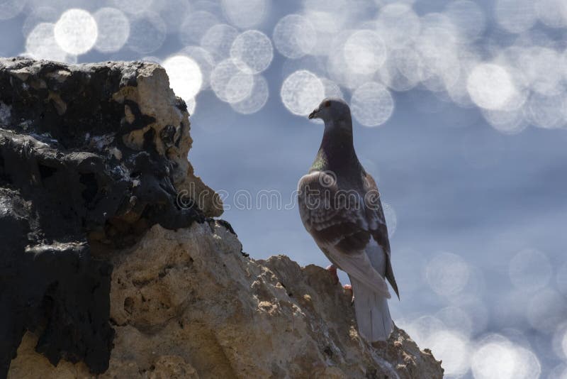 Pigeon`s morning walk stock image. Image of walking - 123407785