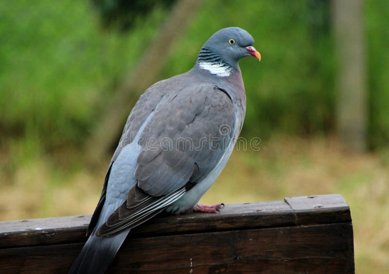 A pigeon stock image. Image of pigeon, feathers, countryside - 318378909