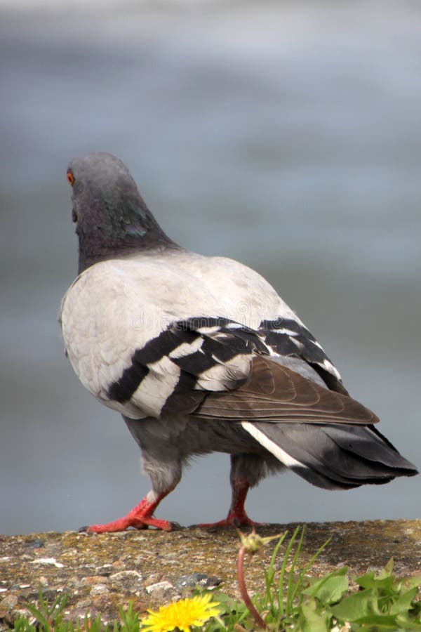 Pigeon on the Coast,Colorful Pigeon Stock Photo - Image of animal ...