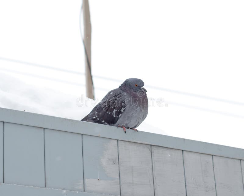 Pigeon at cold stock photo. Image of white, winter, life - 83215124