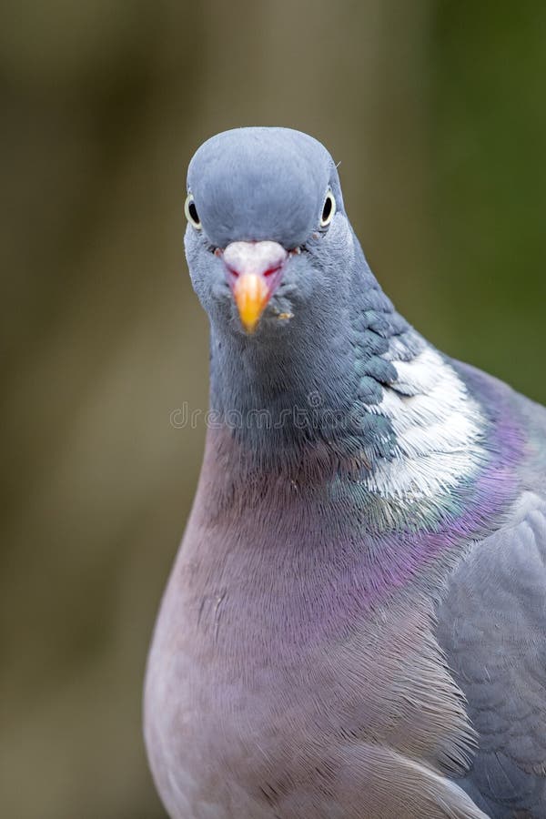 Pigeon colombophile photo stock. Image du gris, simple - 212793618