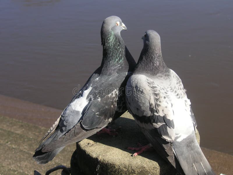 Pigeon couple stock image. Image of heads, pigeon, wild - 714963