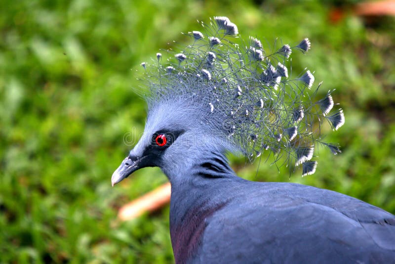 Pigeon vert photo stock. Image du volière, facture, afrique - 999310