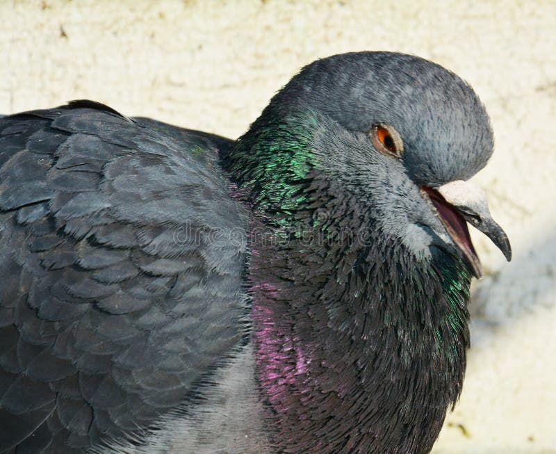 Crying Dove Stock Photos - Free & Royalty-Free Stock Photos from Dreamstime