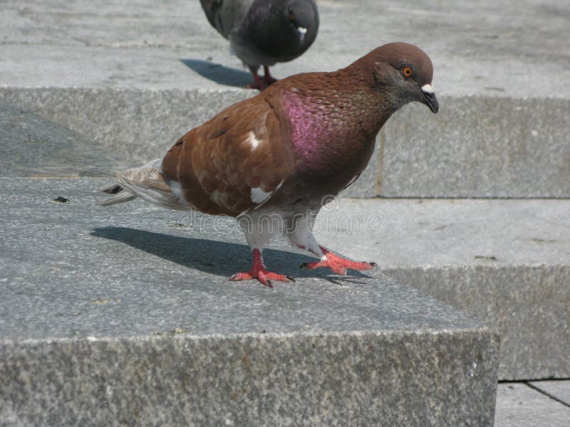 Pigeon stock image. Image of railing, calm, spring, warm - 92188751