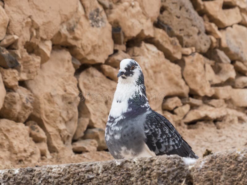 Pigeon Dove Black White Spotted Stock Image - Image of feather, black ...