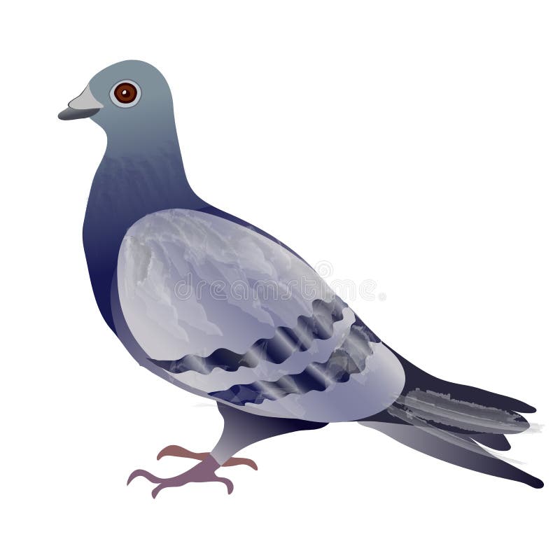 Dove stock vector. Illustration of wings, feathers, white - 2863637