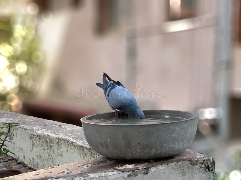 Pigeon Drinking Water from the Big Water Bowl Stock Photo - Image of ...
