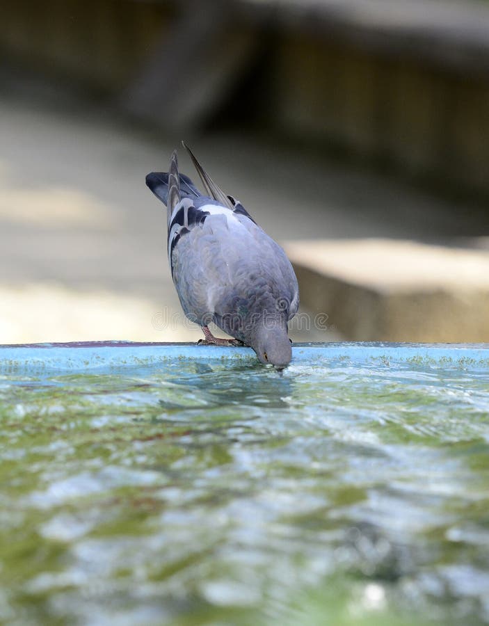Pigeon Drinking and Playing Water in the Fountain. Stock Photo - Image ...