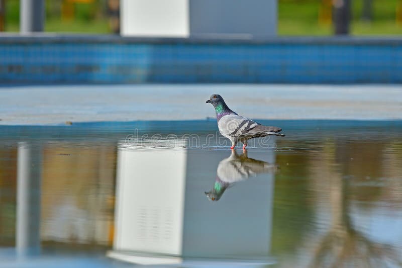 Pigeon Drinking Water from the Pond Stock Image - Image of pigeons ...
